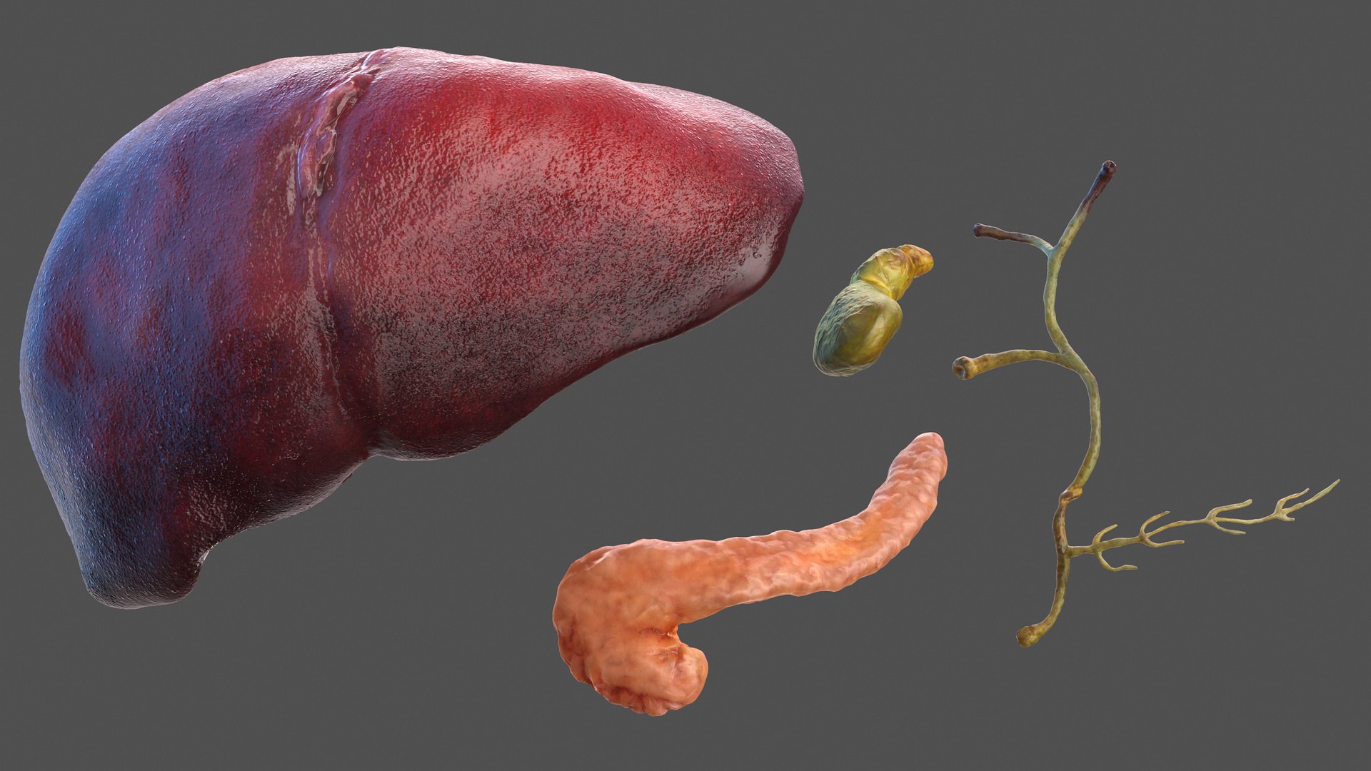 Human liver pancreas gallbladder model - TurboSquid 1461701