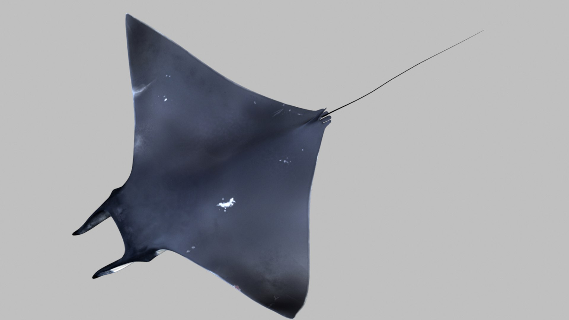 Mobula Animation Rig 3d Ma