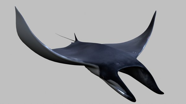 Manta Ray Rig Maya Models for Download | TurboSquid