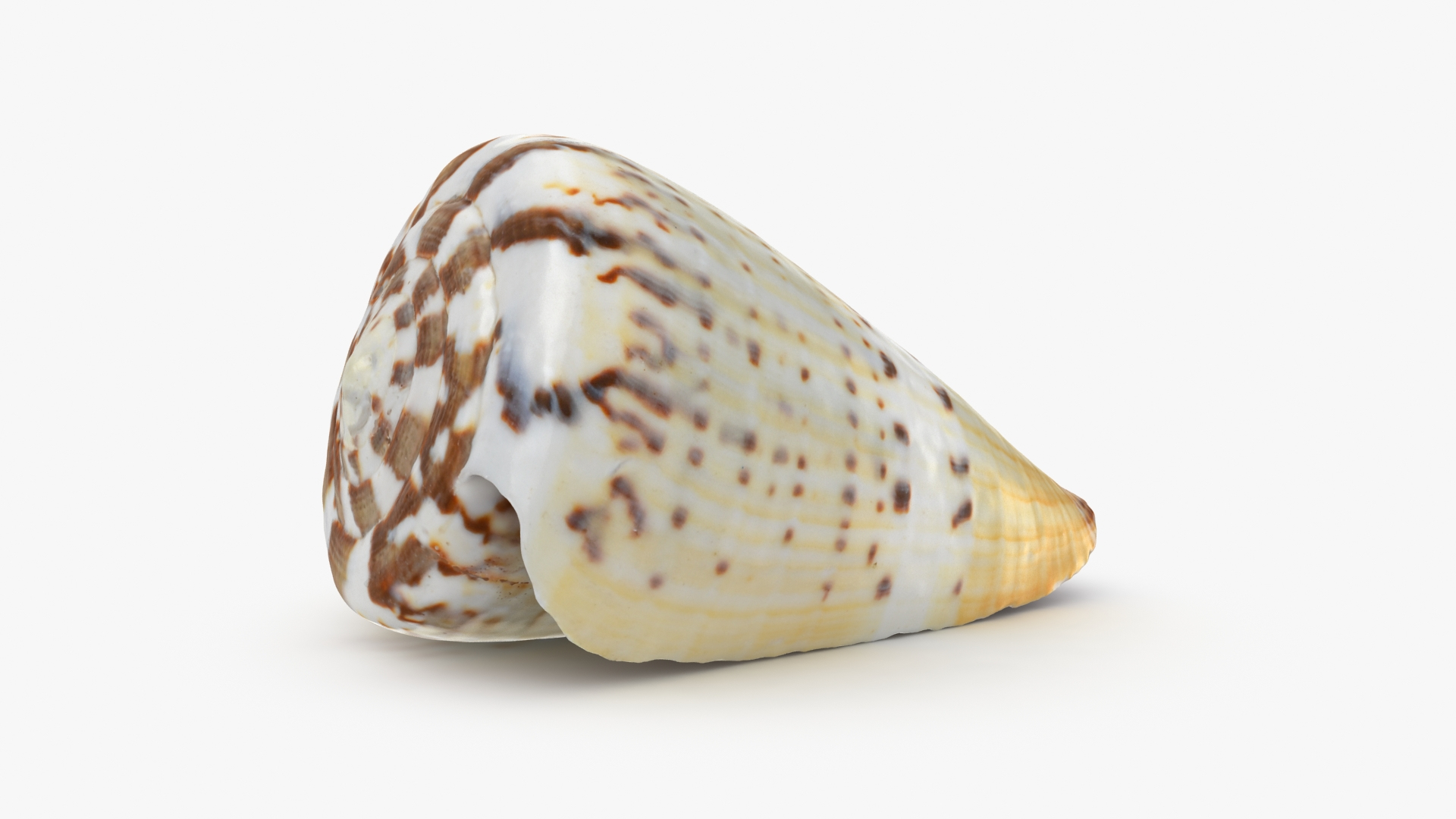3D Conus Capitaneus - TurboSquid 2095816