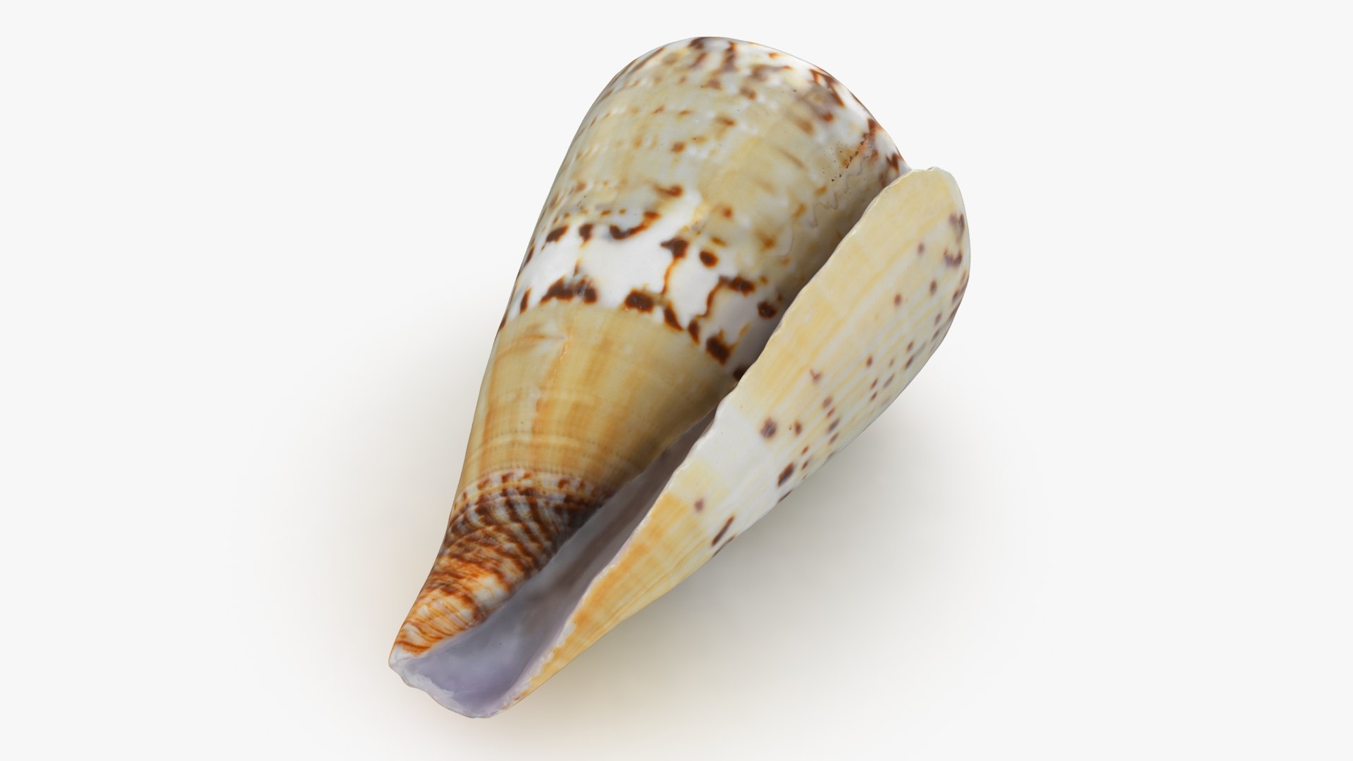 3D Conus Capitaneus - TurboSquid 2095816