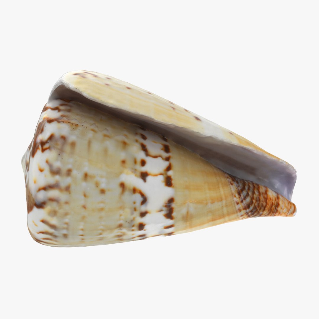 3D Conus Capitaneus - TurboSquid 2095816