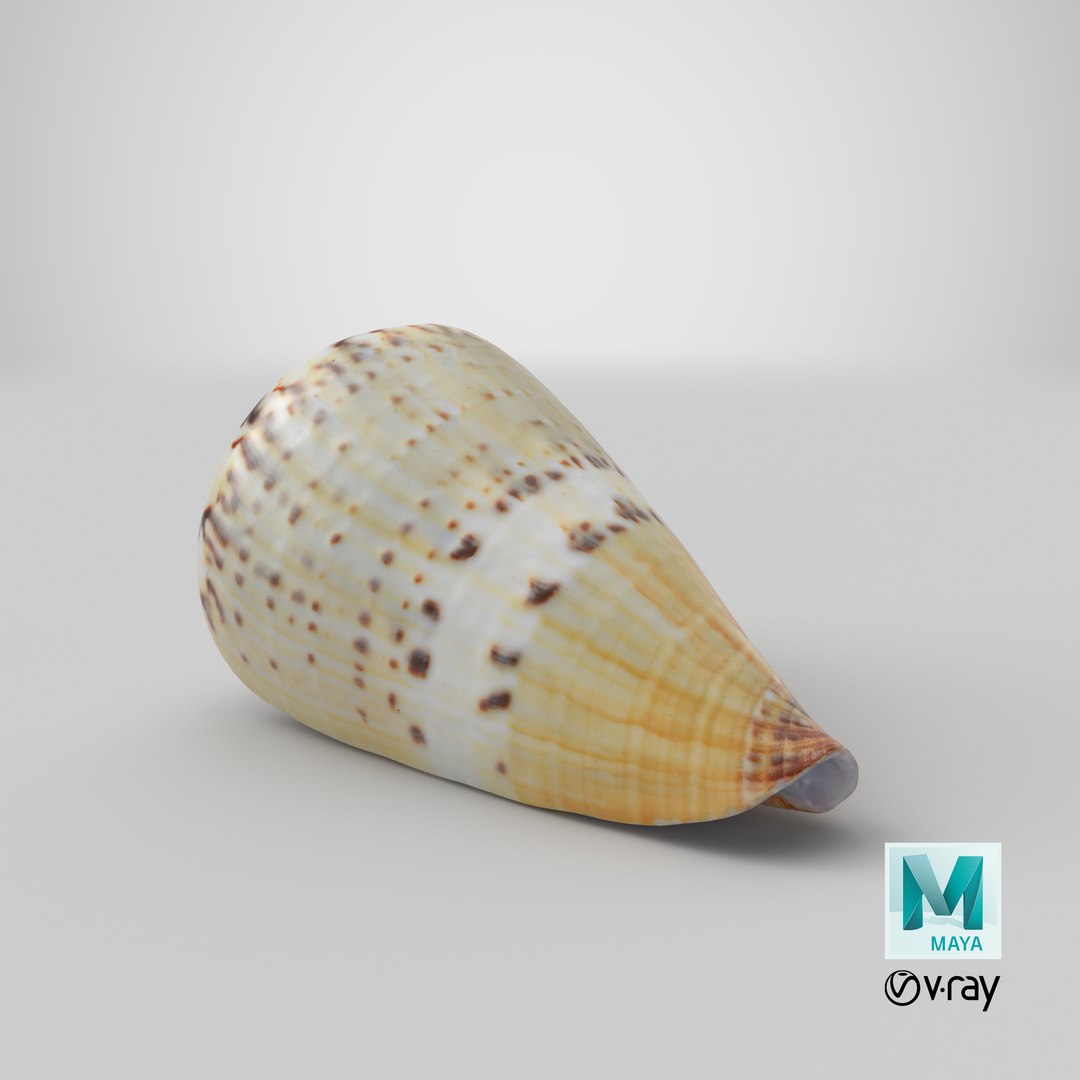 3D Conus Capitaneus - TurboSquid 2095816