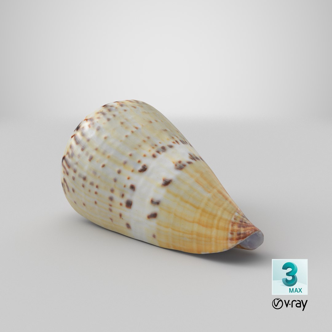 3D Conus Capitaneus - TurboSquid 2095816