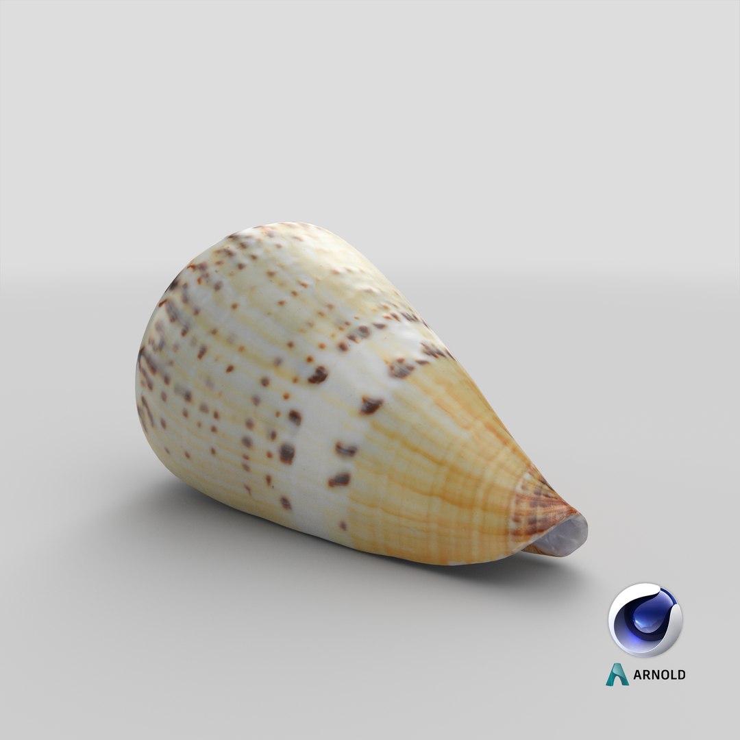 3D Conus Capitaneus - TurboSquid 2095816