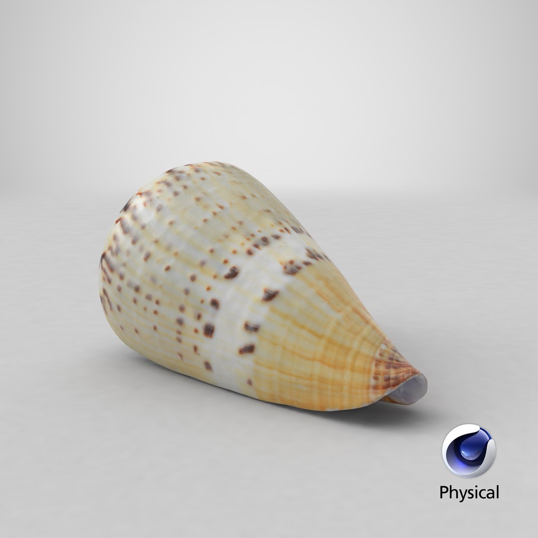 3D Conus Capitaneus - TurboSquid 2095816