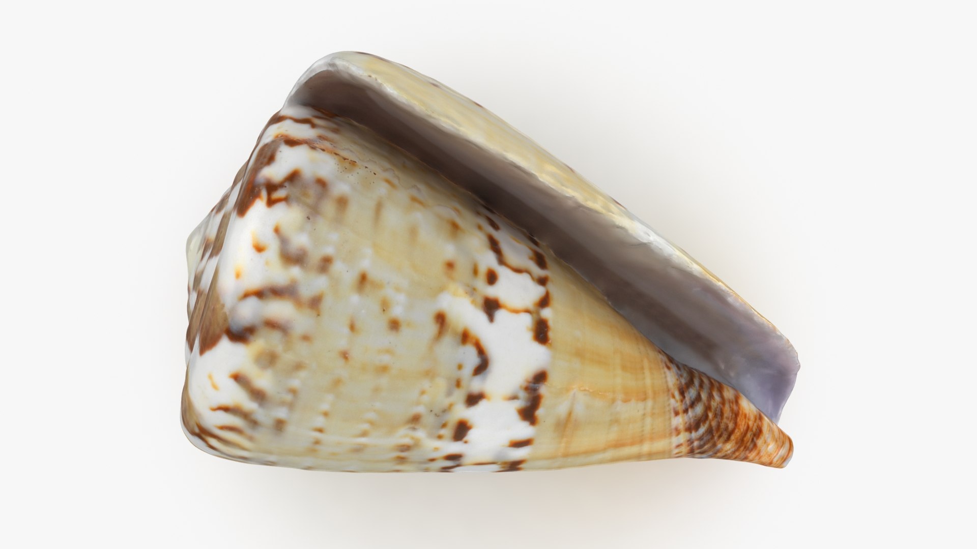 3D Conus Capitaneus - TurboSquid 2095816