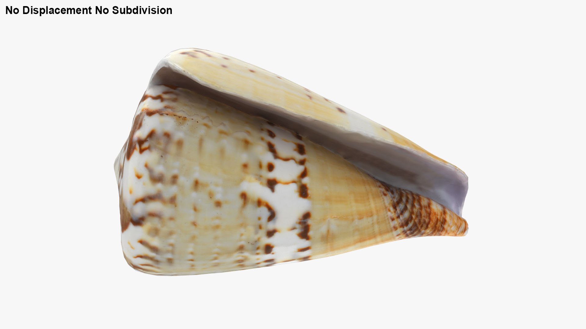 3D Conus Capitaneus - TurboSquid 2095816