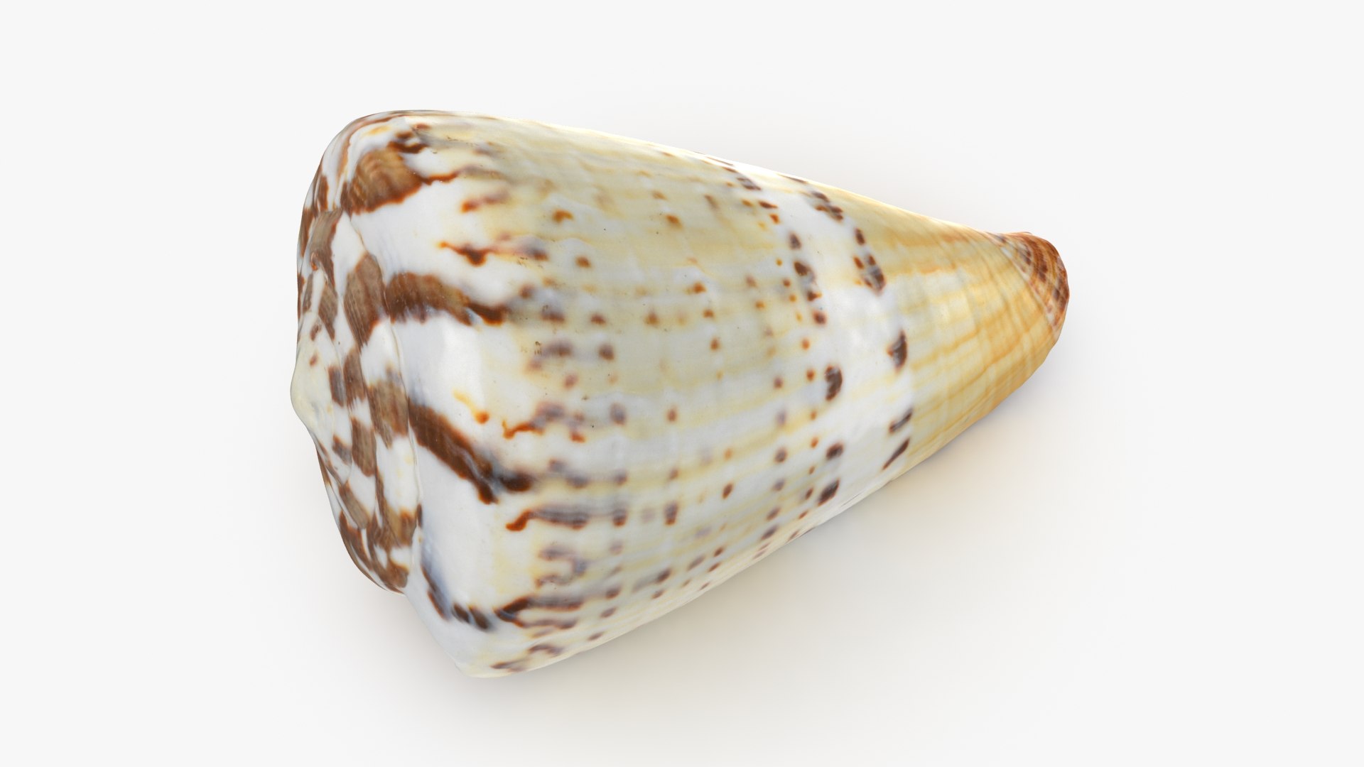 3D Conus Capitaneus - TurboSquid 2095816