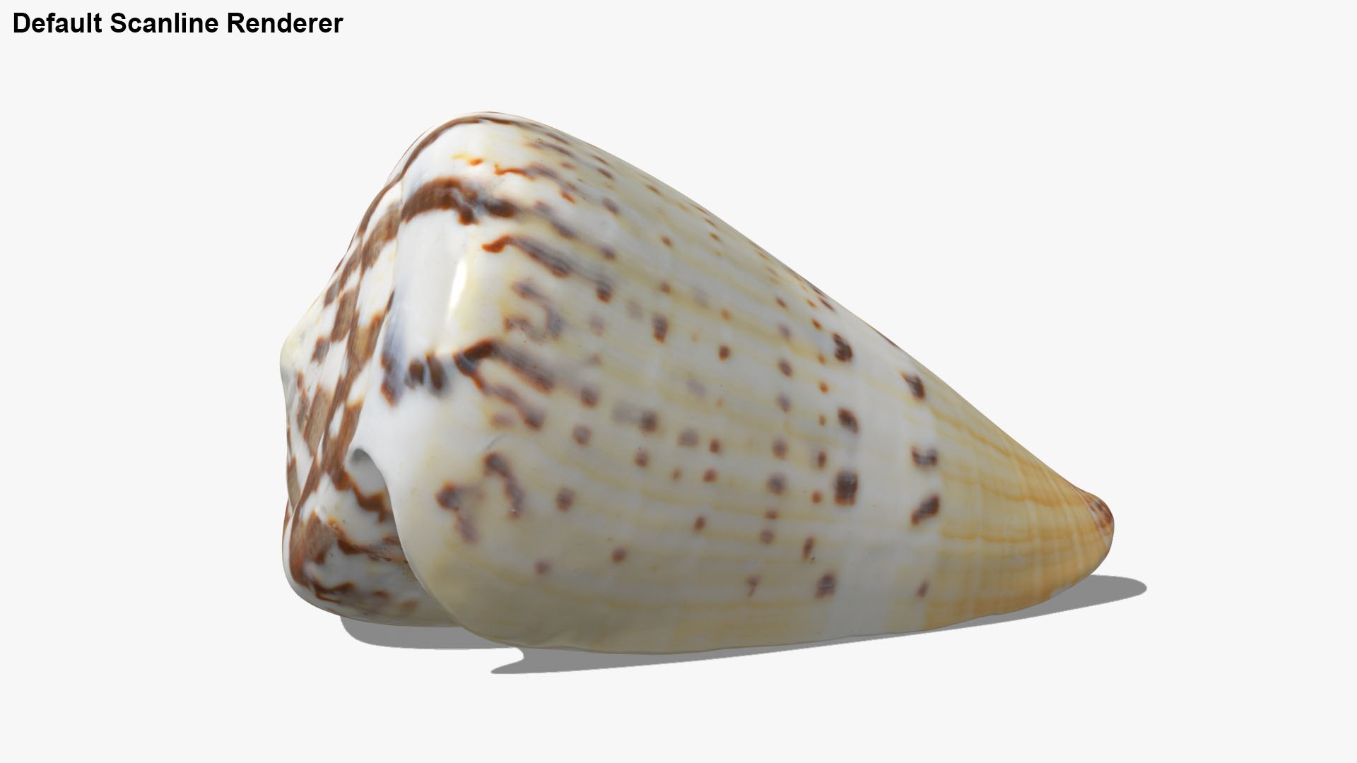 3D Conus Capitaneus - TurboSquid 2095816