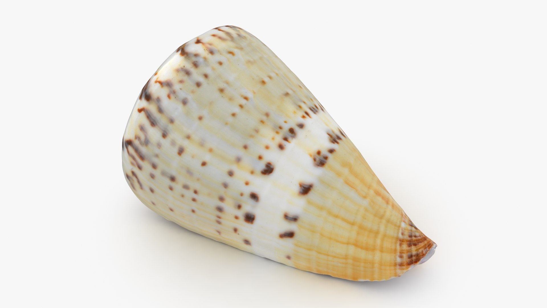 3D Conus Capitaneus - TurboSquid 2095816