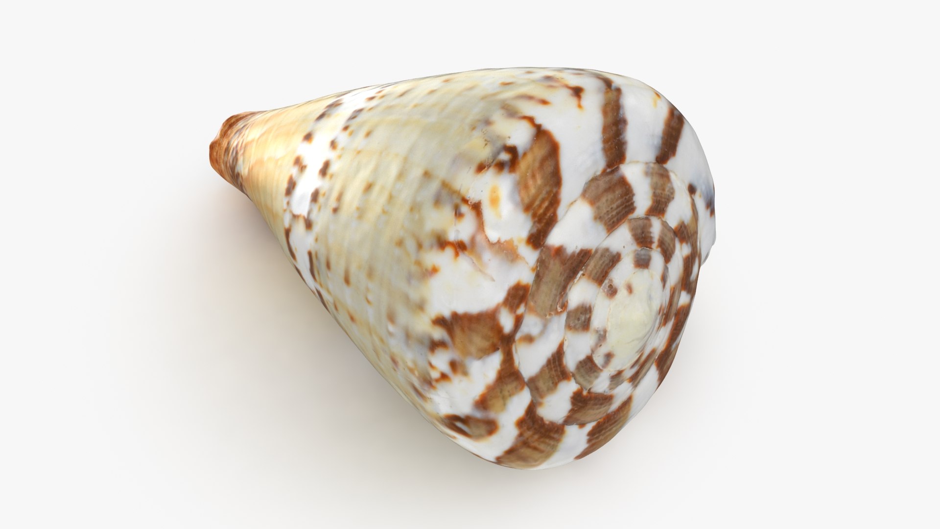 3D Conus Capitaneus - TurboSquid 2095816