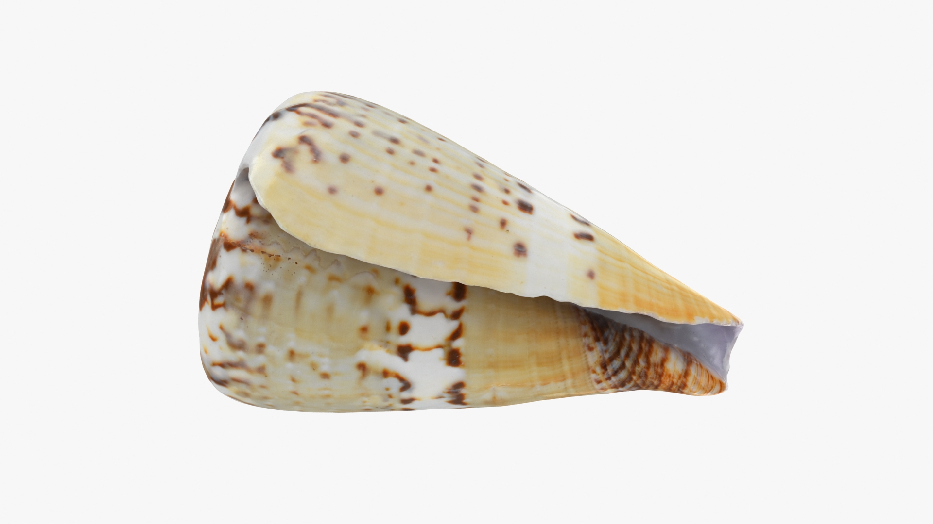 3D Conus Capitaneus - TurboSquid 2095816