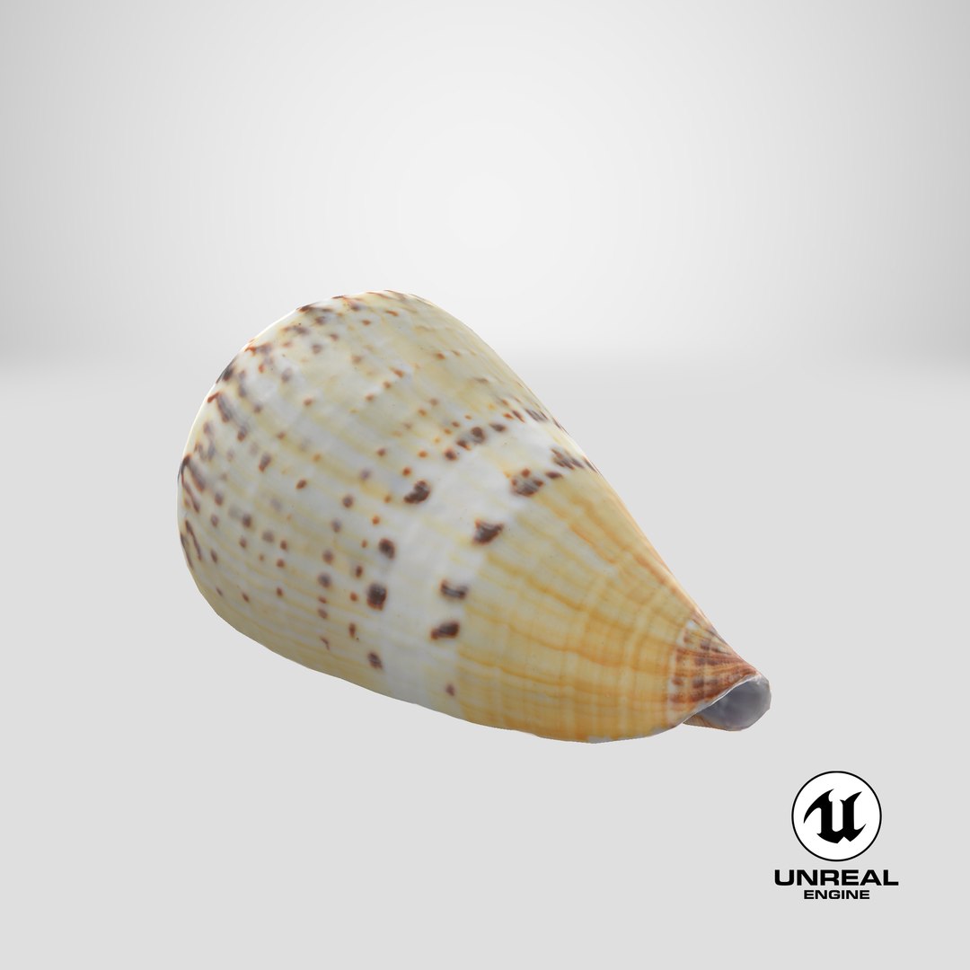 3D Conus Capitaneus - TurboSquid 2095816