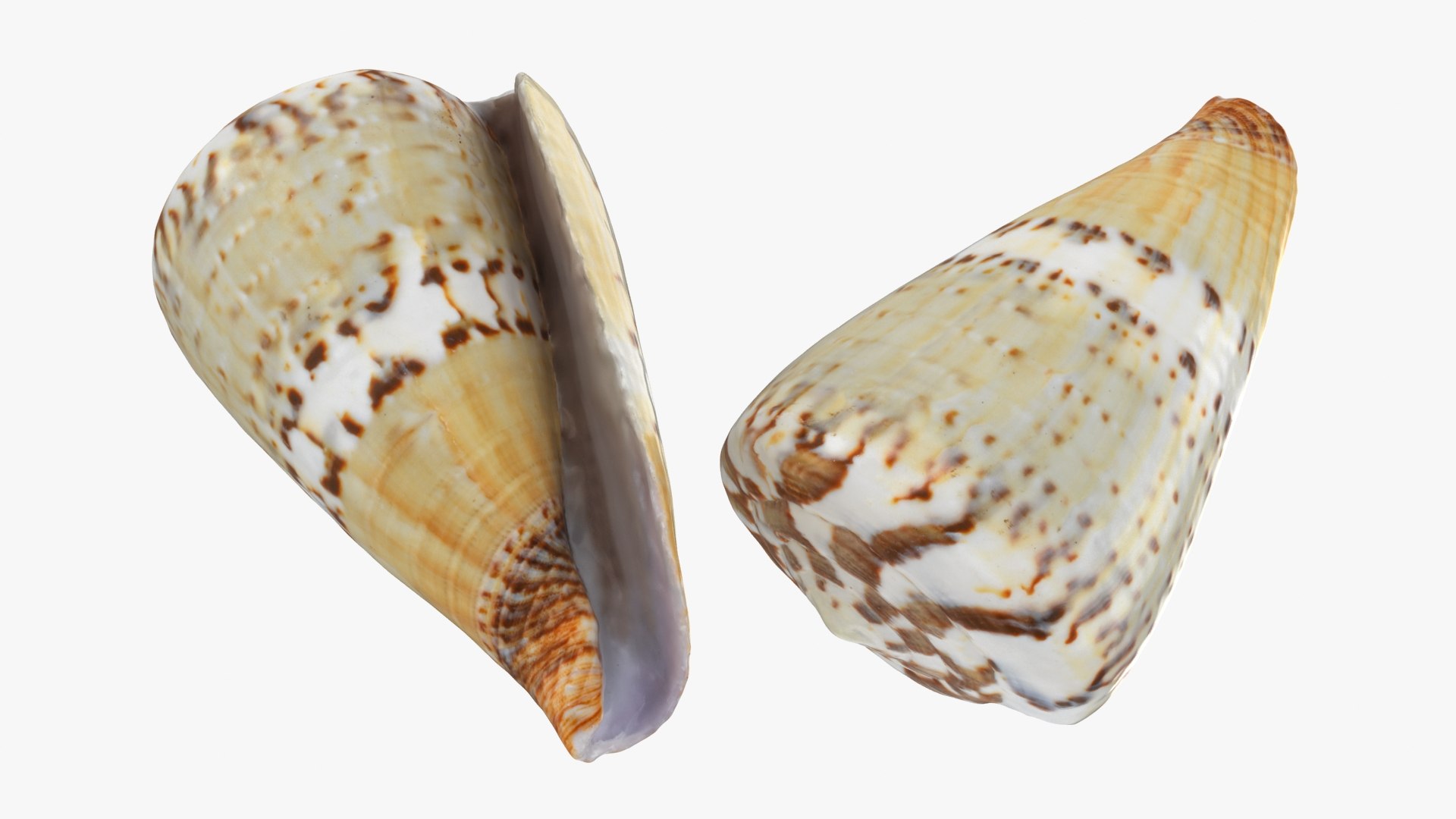 3D Conus Capitaneus - TurboSquid 2095816