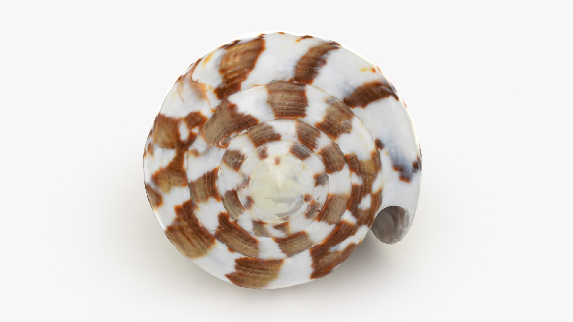 3D Conus Capitaneus - TurboSquid 2095816