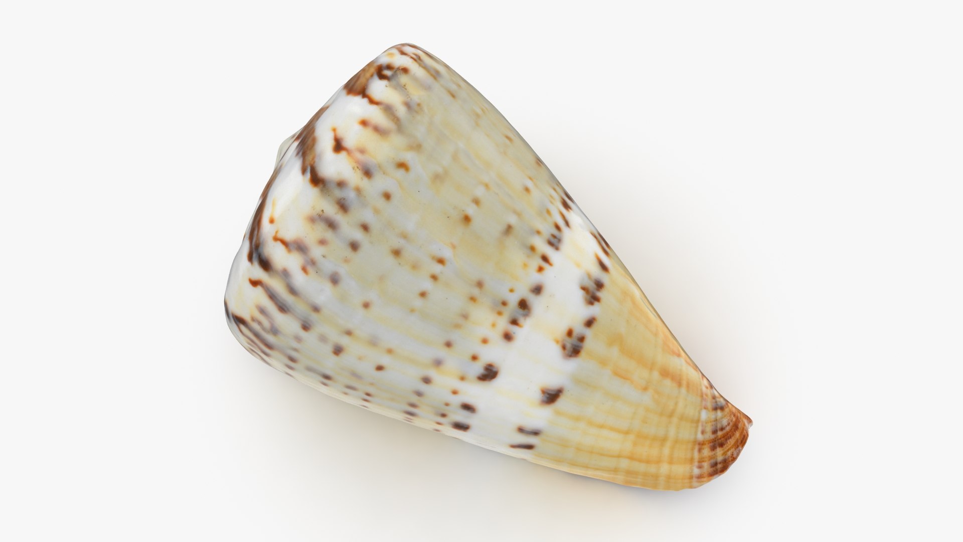 3D Conus Capitaneus - TurboSquid 2095816