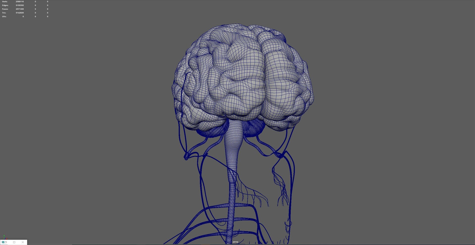 Nervous System With Brain 3D Model - TurboSquid 1834798