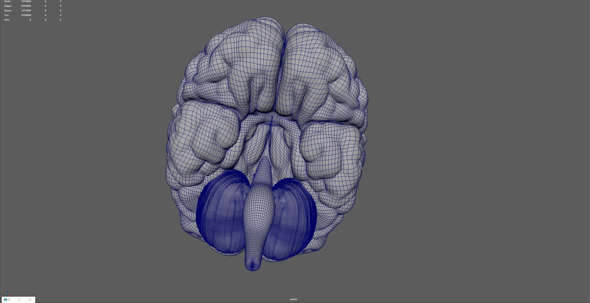 Nervous System With Brain 3D Model - TurboSquid 1834798