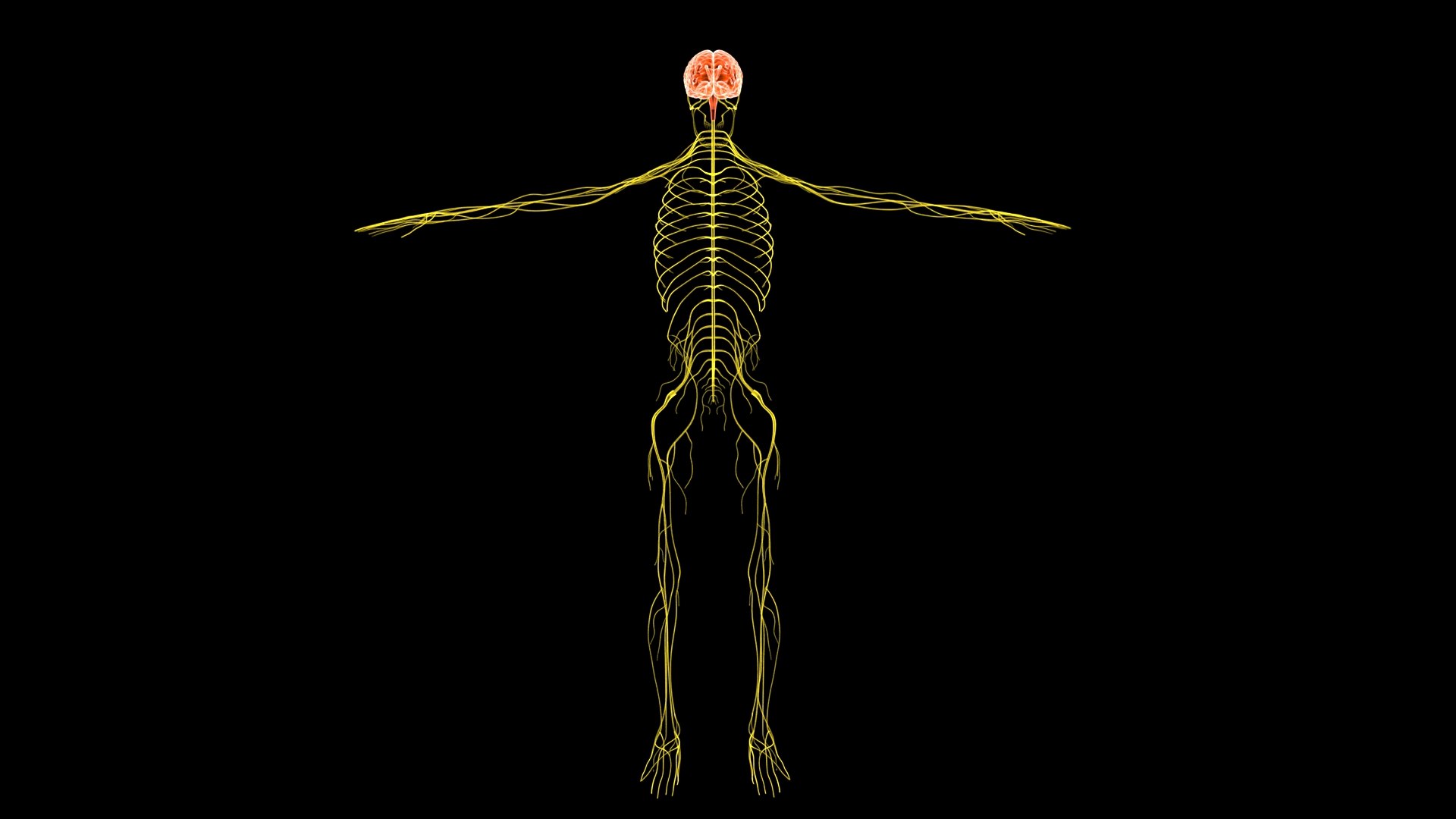 Nervous System With Brain 3D Model - TurboSquid 1834798