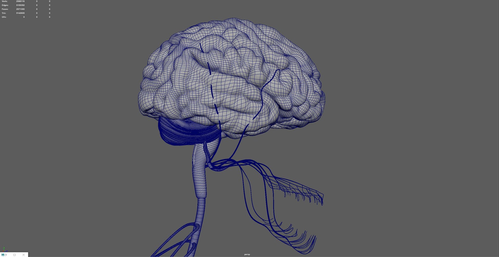 Nervous System With Brain 3D Model - TurboSquid 1834798