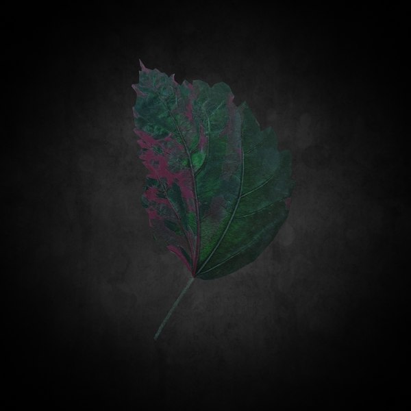 Low Poly Leaf 096 model - TurboSquid 1852579