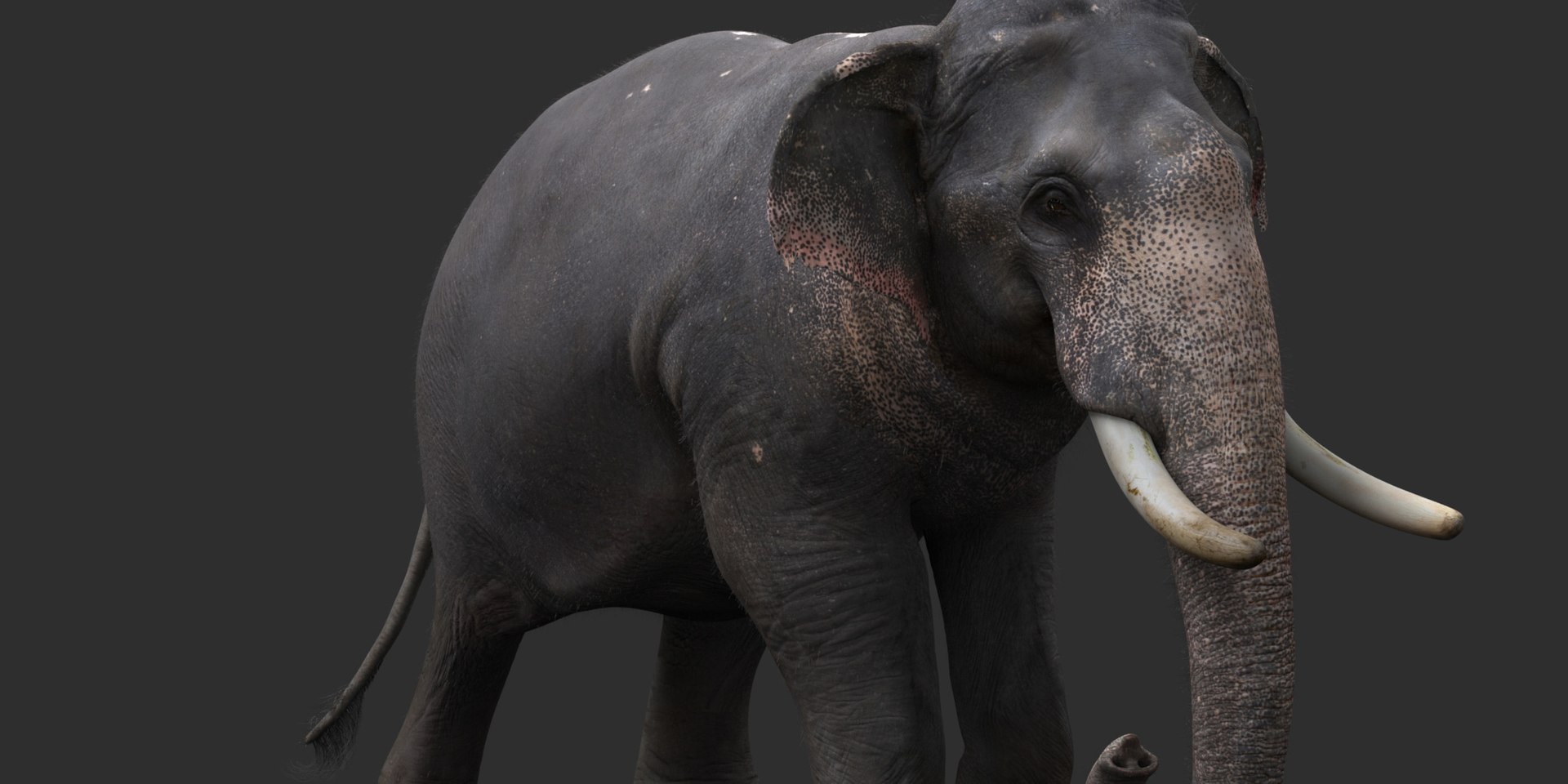 Asian Elephant 3D Model 3D Model - TurboSquid 2268464