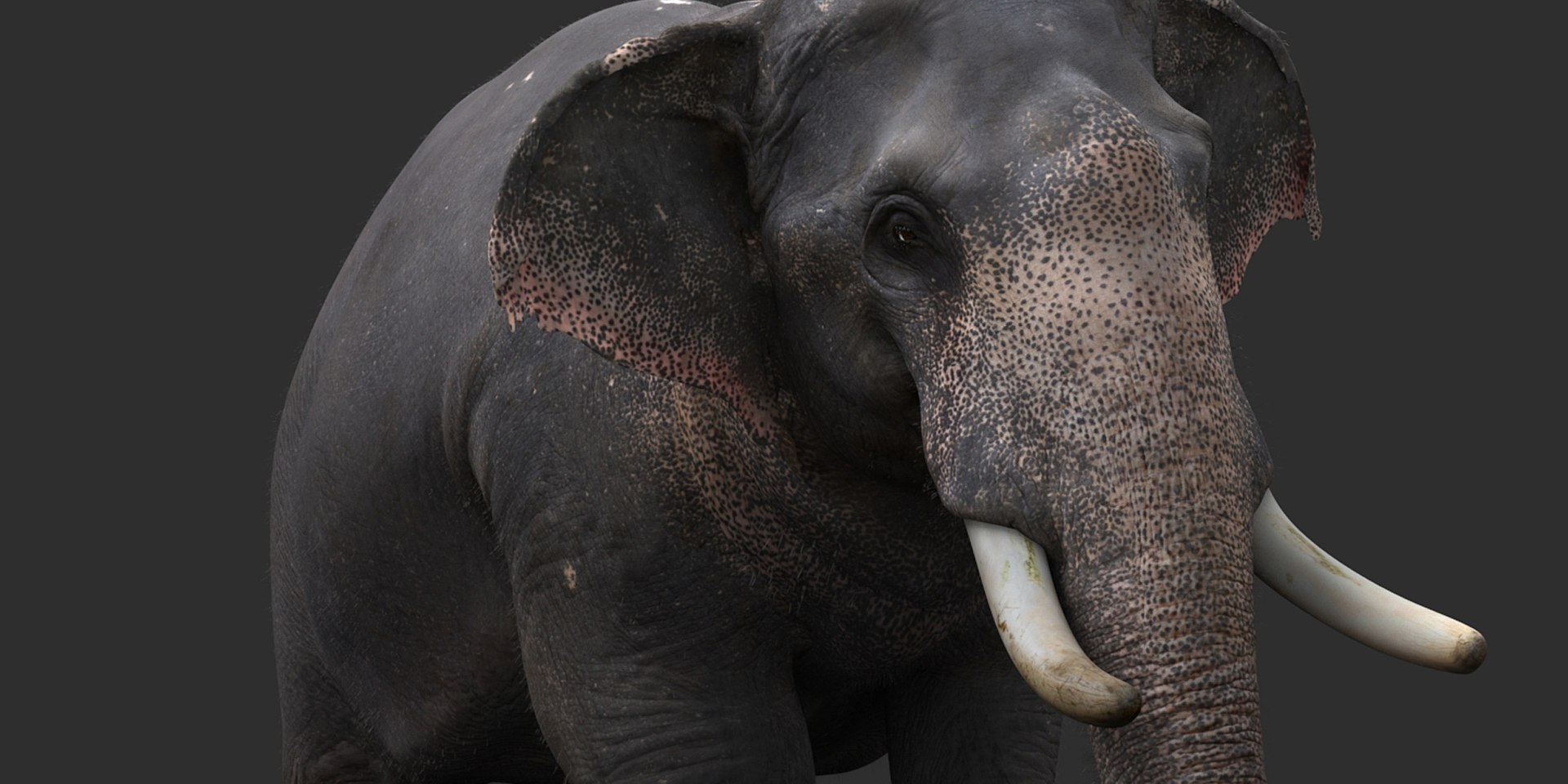 Asian Elephant 3D Model 3D Model - TurboSquid 2268464
