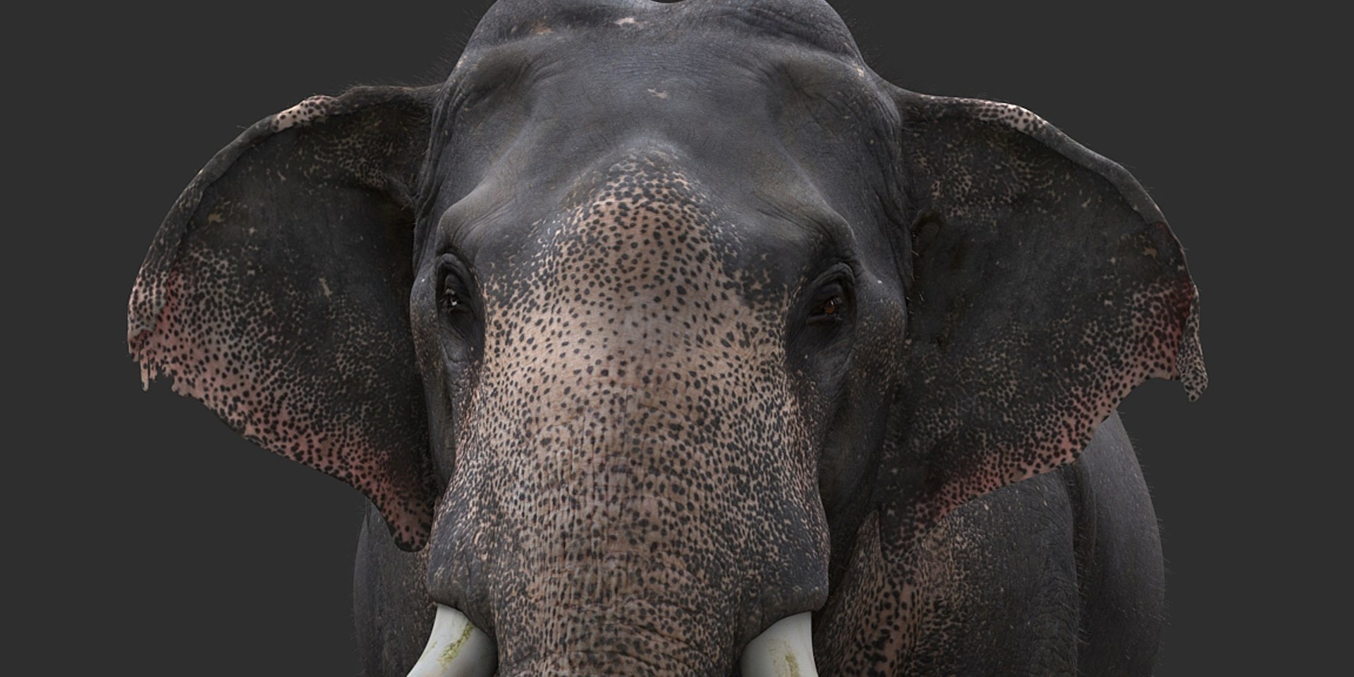 Asian Elephant 3D Model 3D Model - TurboSquid 2268464