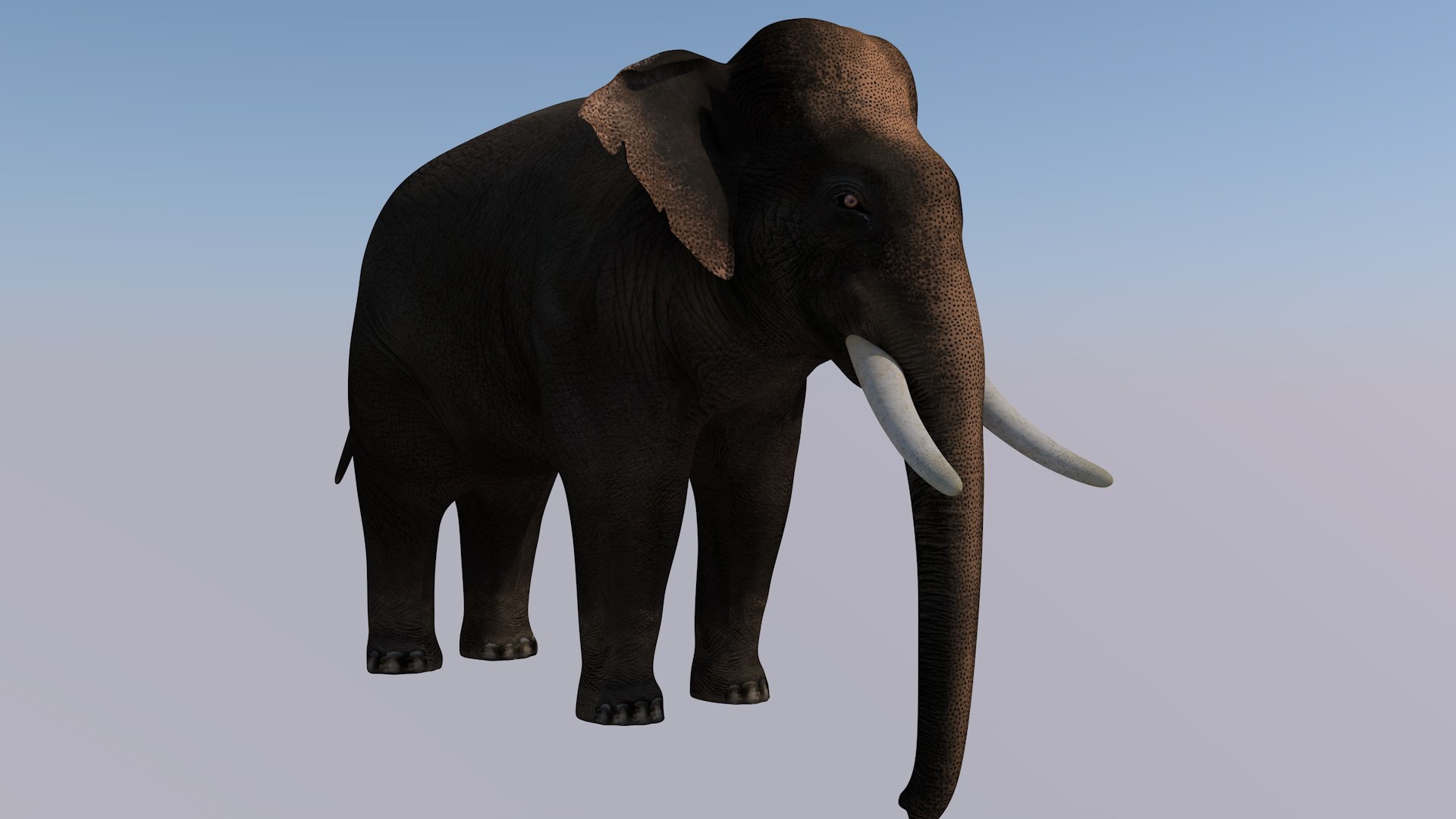 Asian Elephant 3D Model 3D Model - TurboSquid 2268464
