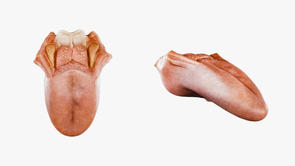 Diagrama De Anatomia Da Lingua WERYU Modelo De Corpo Anatômico