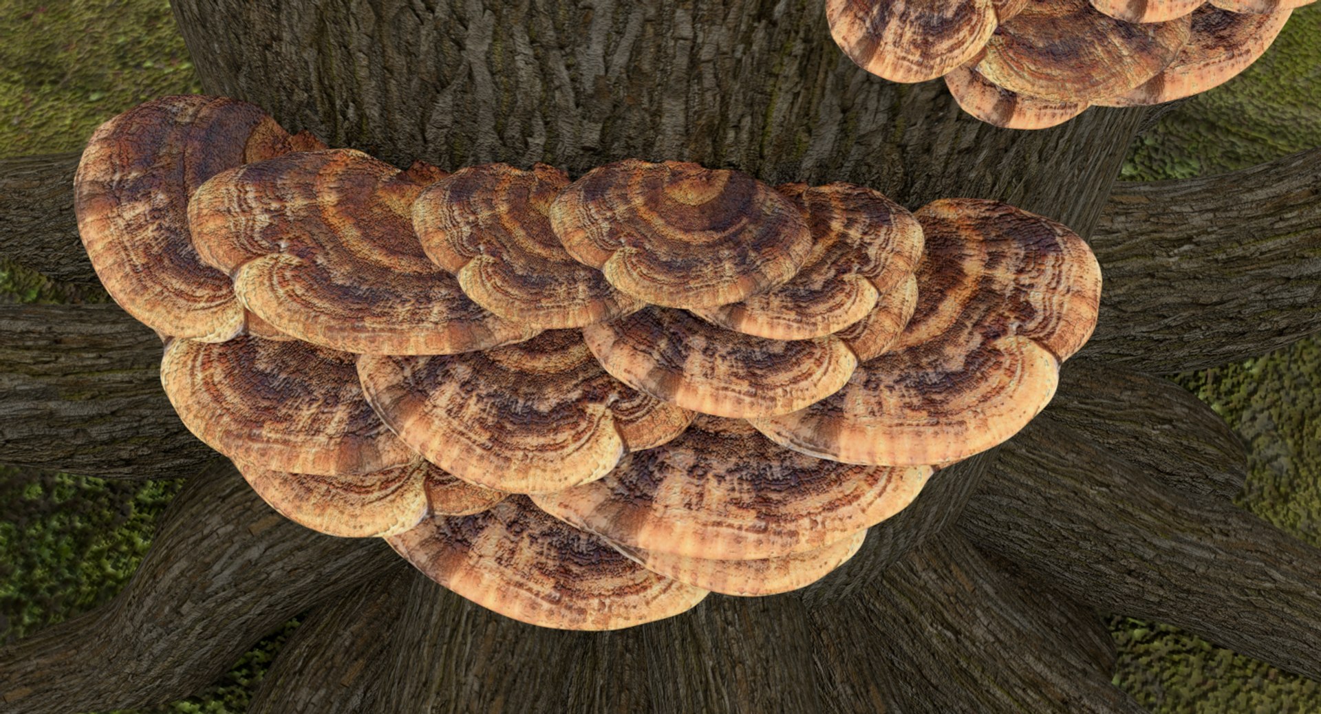 3D Bracket Fungus - TurboSquid 1306398