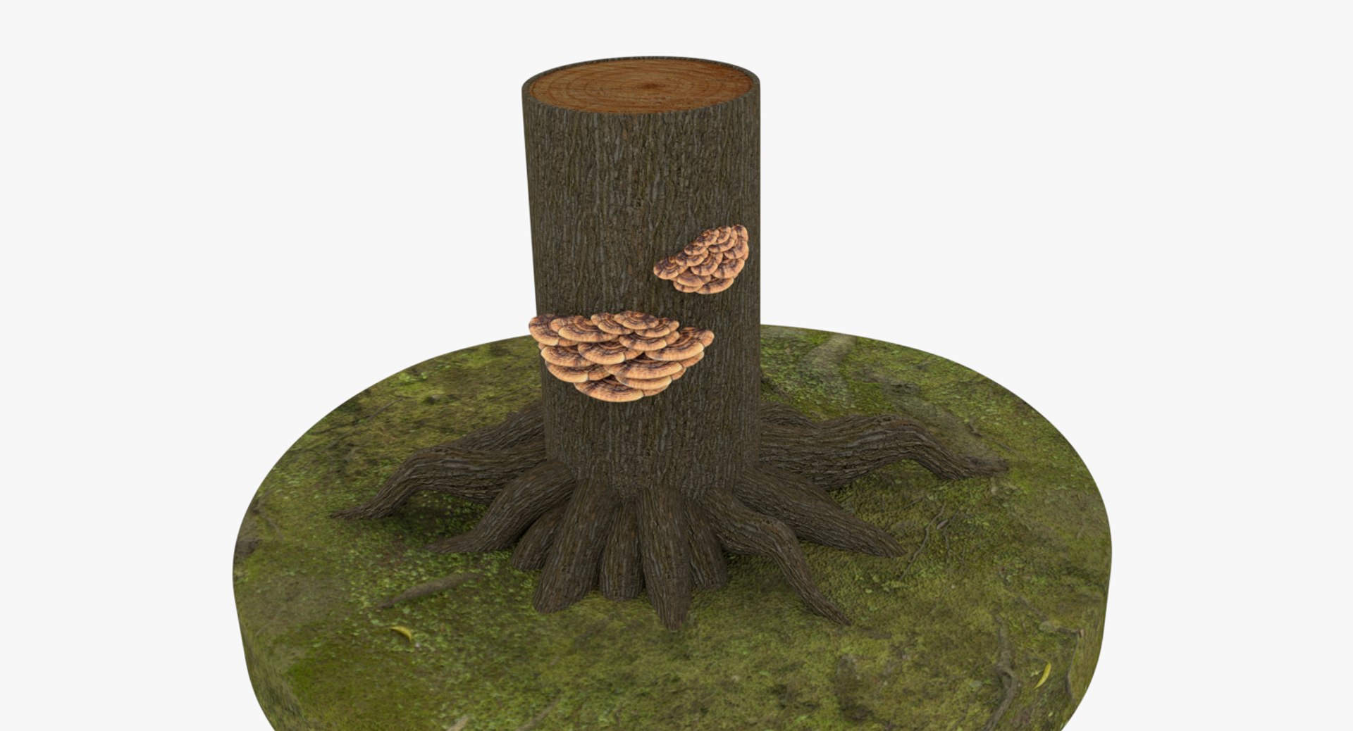 3D Bracket Fungus - TurboSquid 1306398