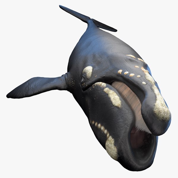 Free 3D Whale Models | TurboSquid