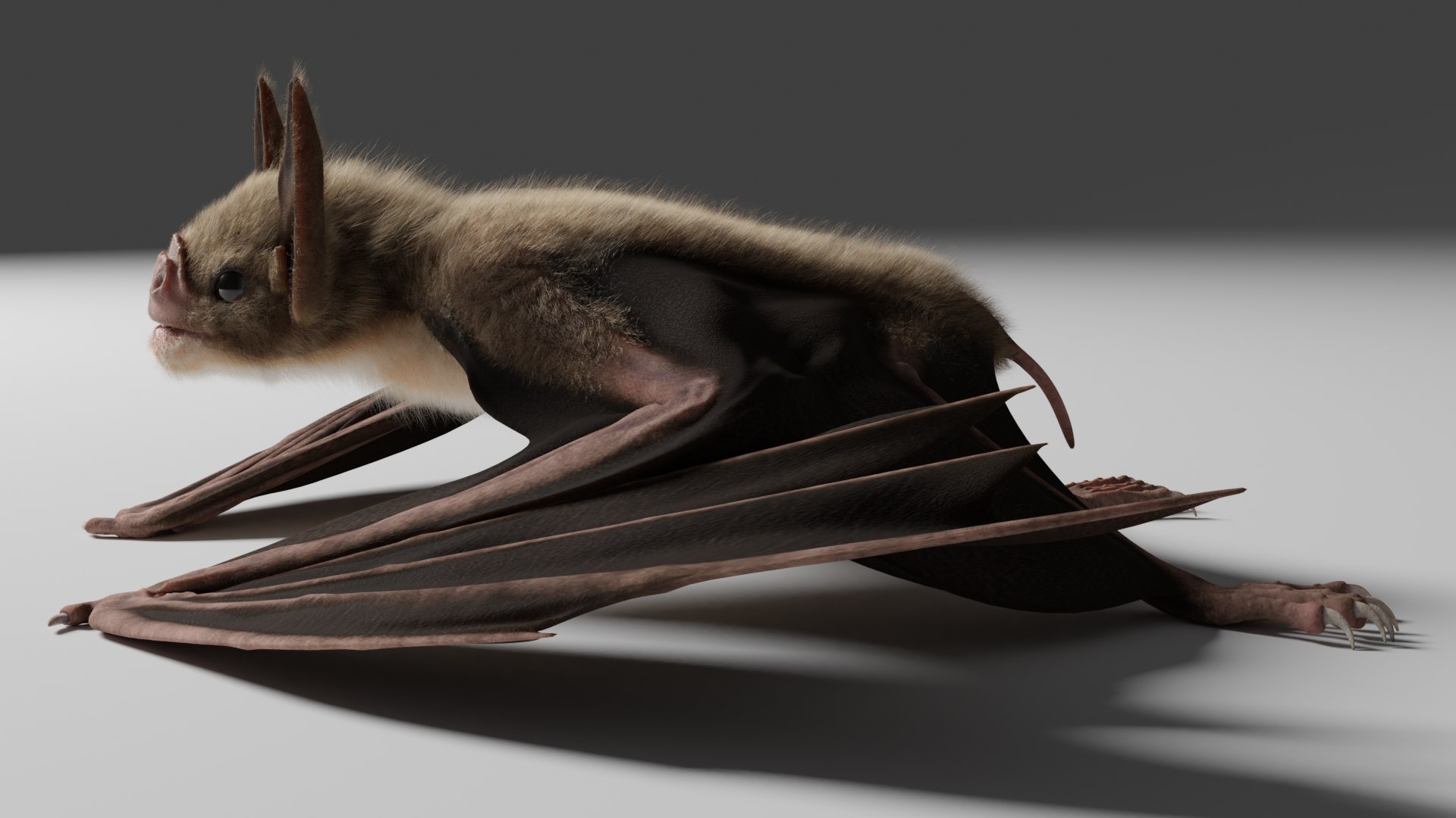 Realistic vampire bat animations 3D model - TurboSquid 1700904