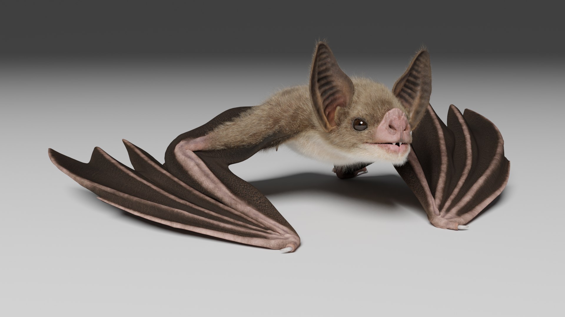 Realistic vampire bat animations 3D model - TurboSquid 1700904
