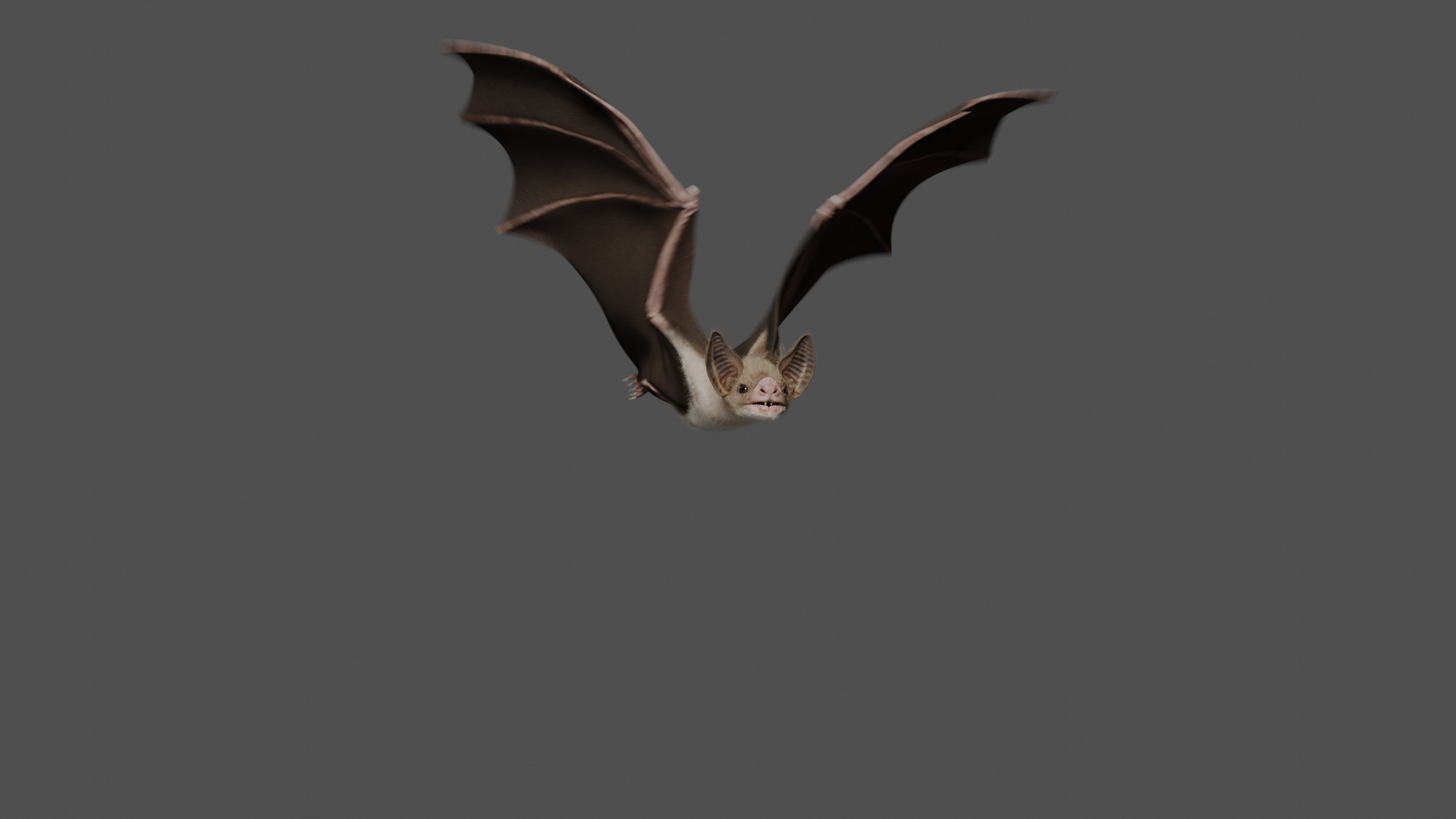 Realistic Vampire Bat Animations 3D Model - TurboSquid 1700904