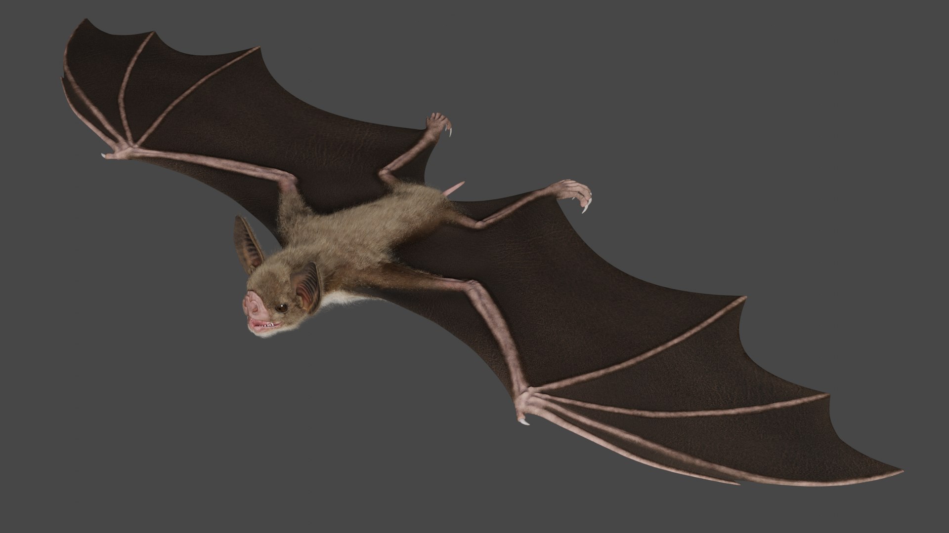 Realistic Vampire Bat Animations 3D Model - TurboSquid 1700904