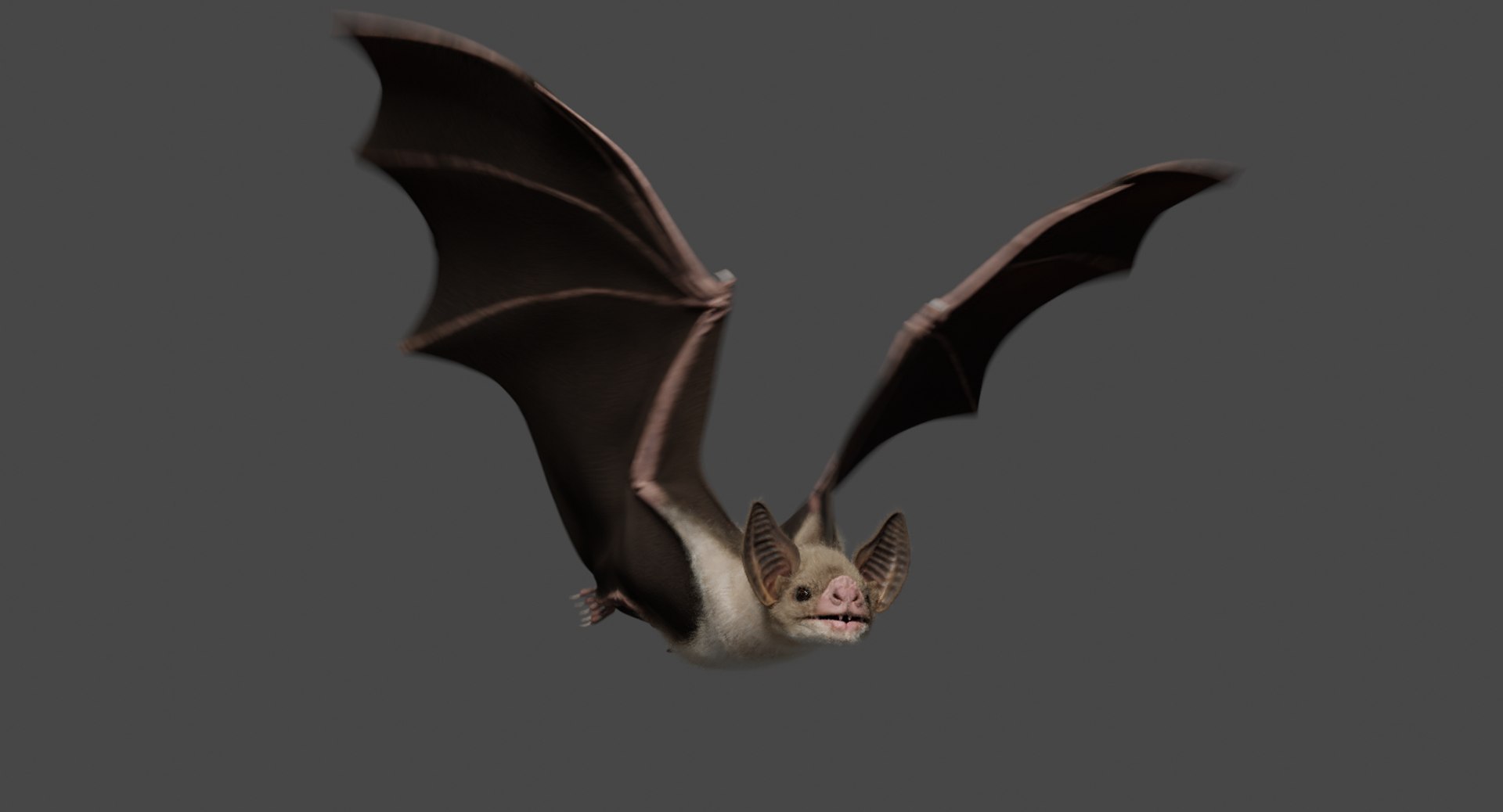 Realistic Vampire Bat Animations 3D Model - TurboSquid 1700904