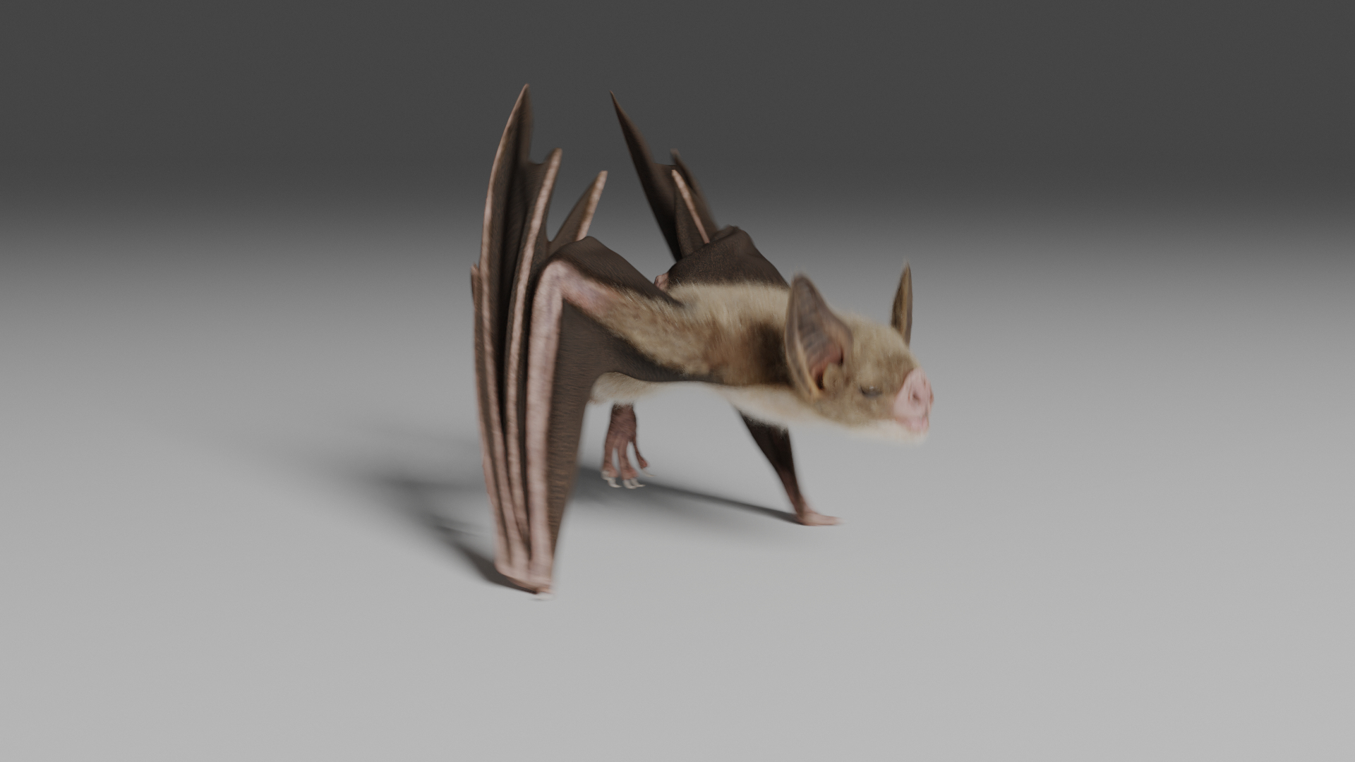 Realistic Vampire Bat Animations 3D Model - TurboSquid 1700904
