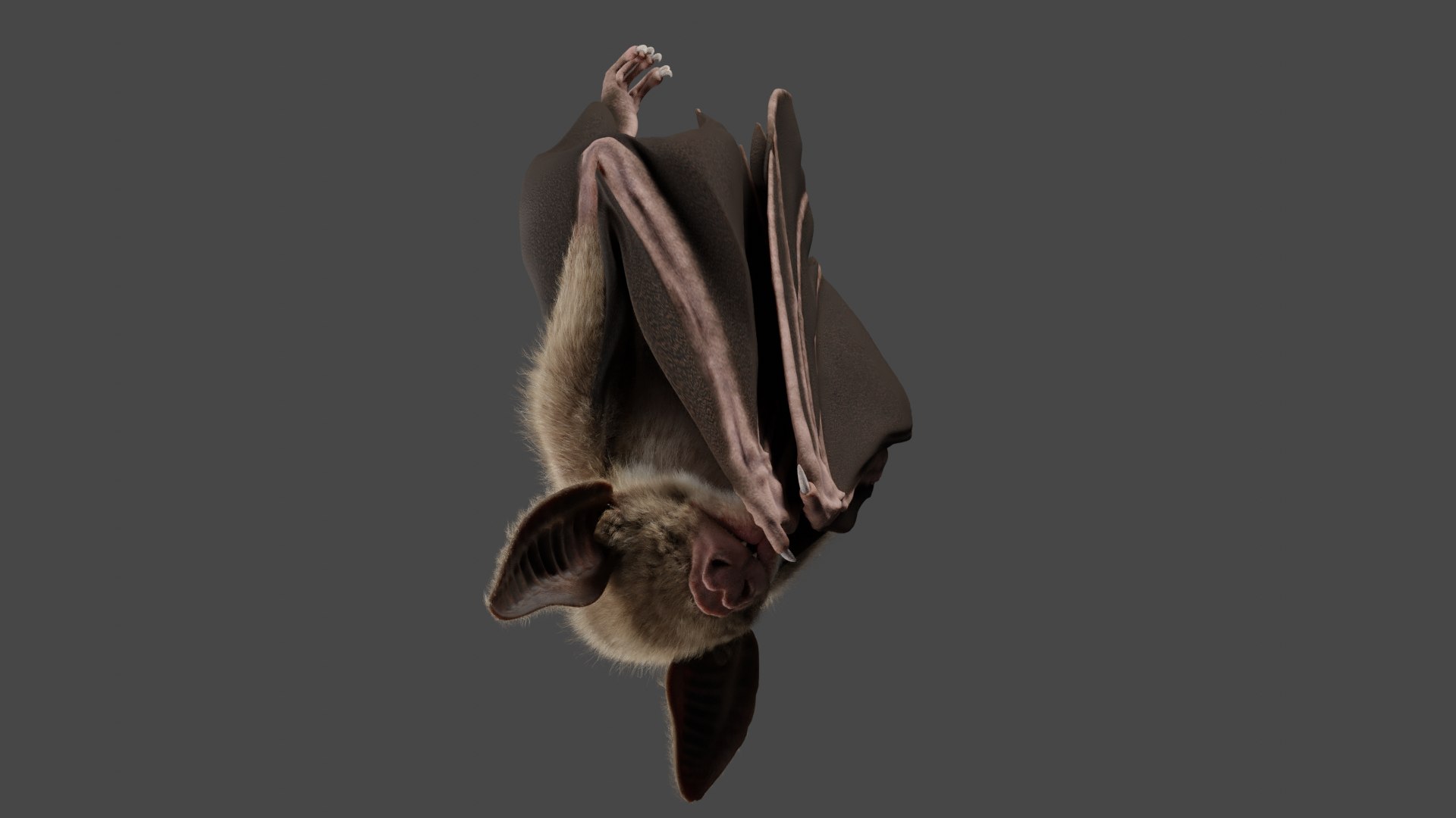Realistic vampire bat animations 3D model - TurboSquid 1700904