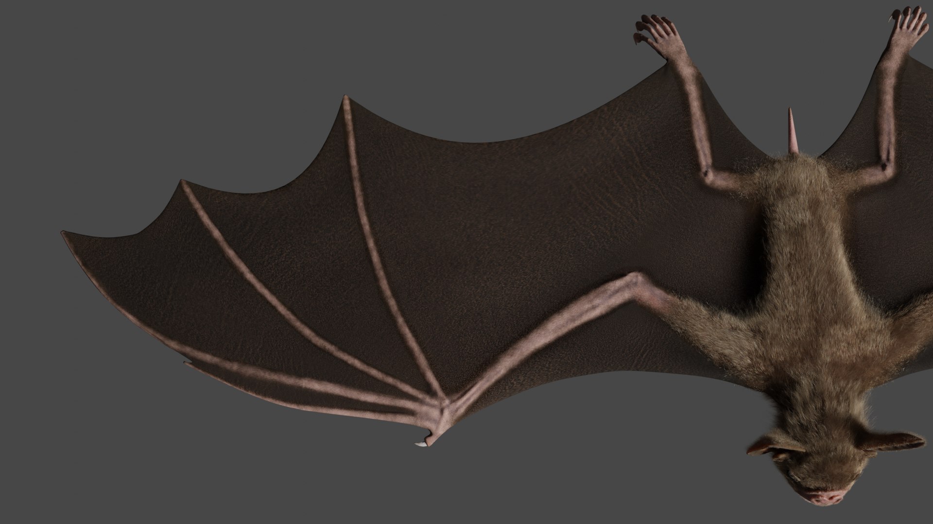 Realistic Vampire Bat Animations 3D Model - TurboSquid 1700904