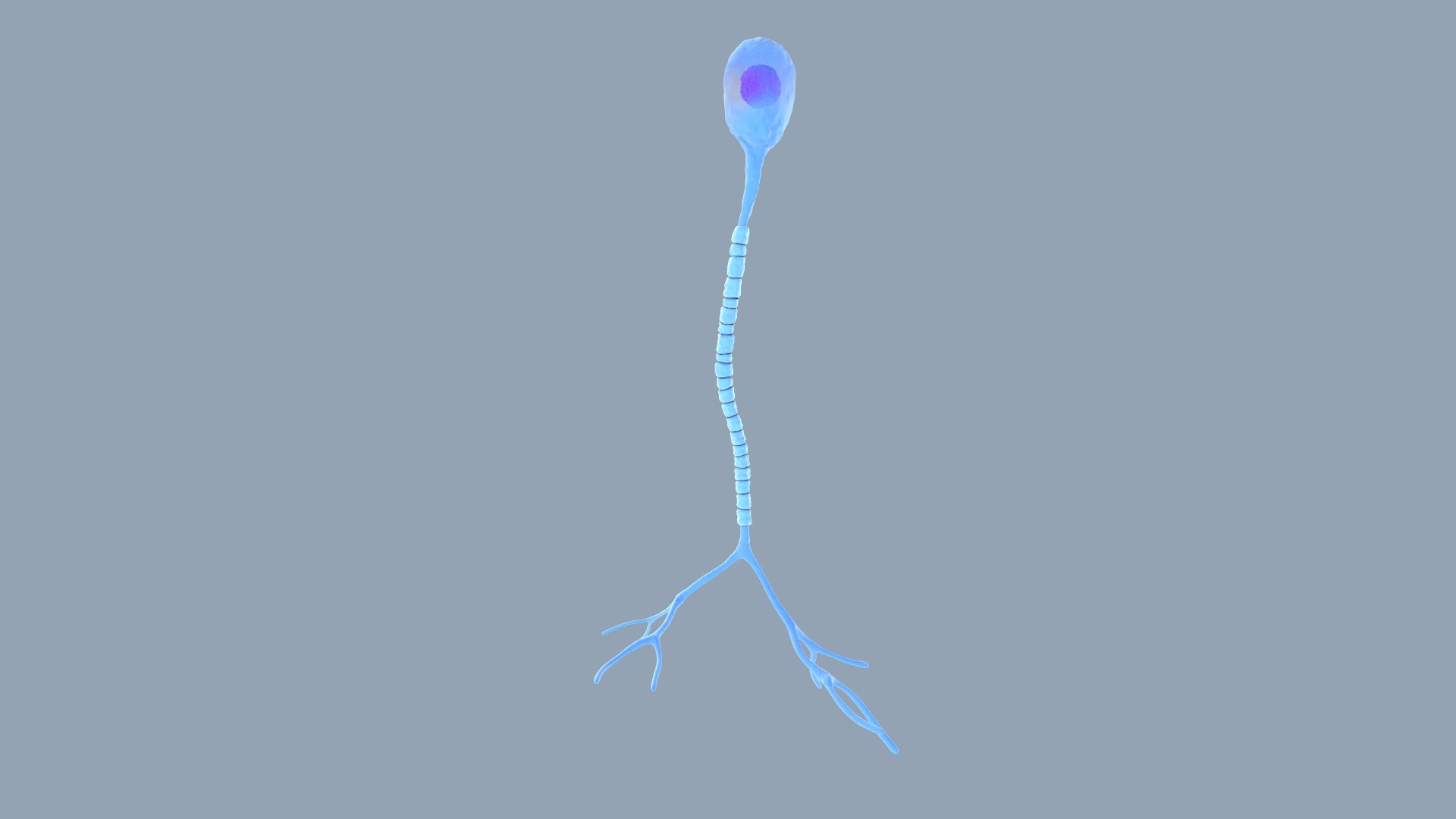 3D Unipolar Neuron - TurboSquid 2295640