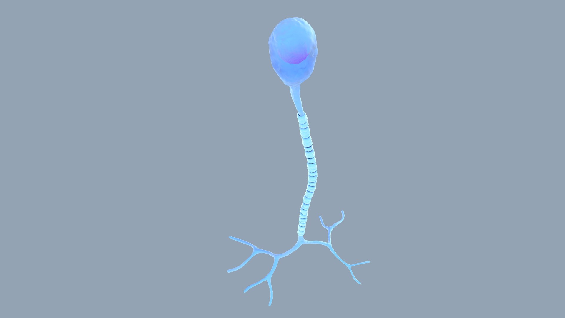 3D Unipolar Neuron - TurboSquid 2295640