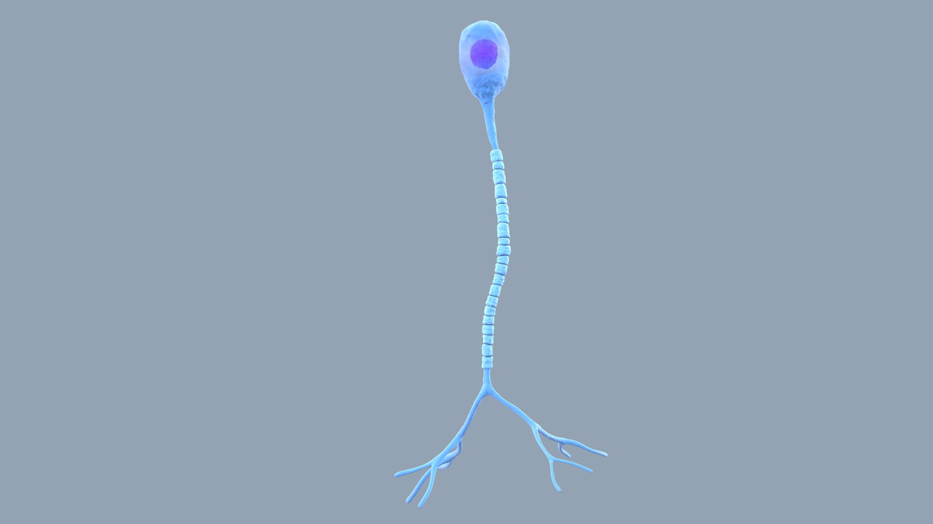 3D Unipolar Neuron - TurboSquid 2295640