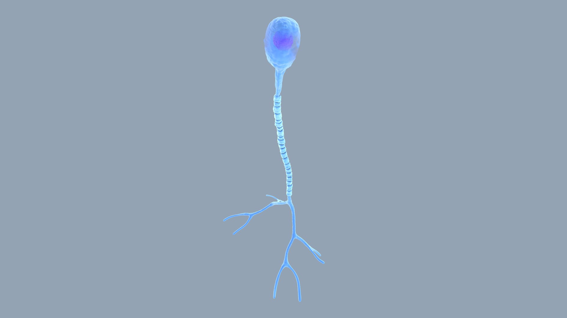 3D Unipolar Neuron - TurboSquid 2295640