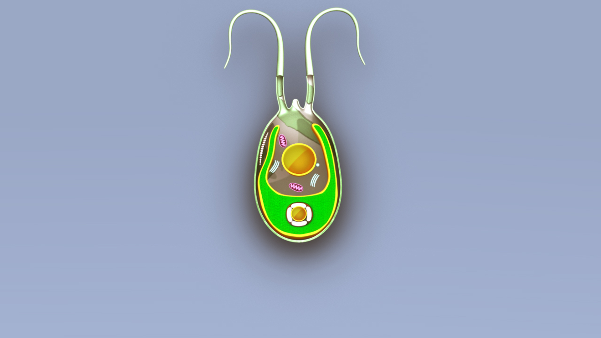 Algae Structure 3d Model
