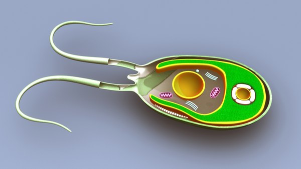 algae structure 3d model