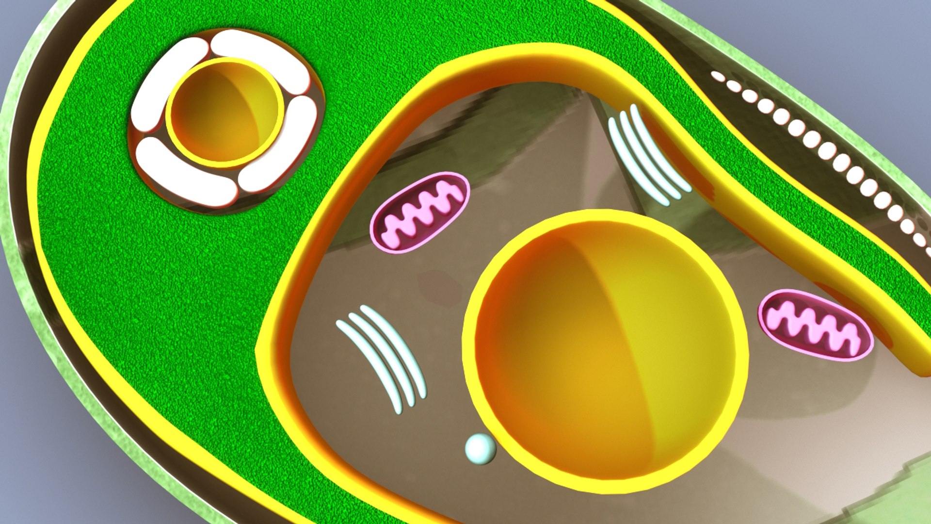 Algae Structure 3d Model