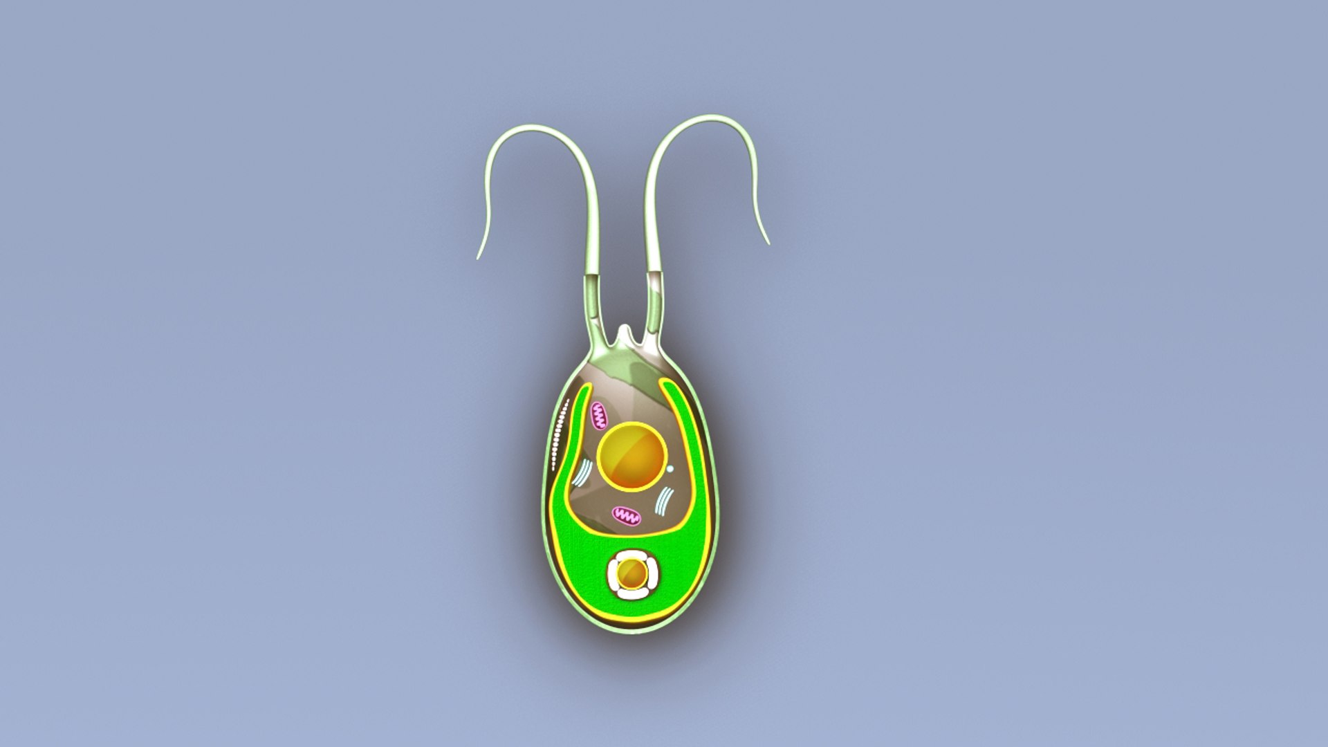 Algae Structure 3d Model